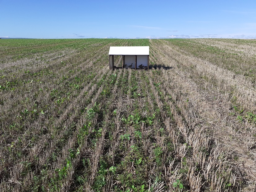 From the Barrow Valley 2 - 09-02-21 | Elimar Pigeon Services Limited