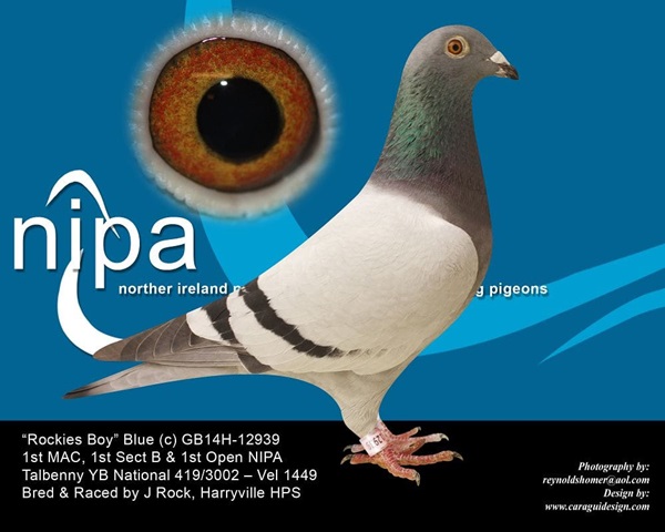 Homer's Odyssey - 22-02-24 | Elimar Pigeon Services Limited