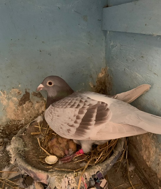 The Joe Murphy Column - 14-10-22 | Elimar Pigeon Services Limited