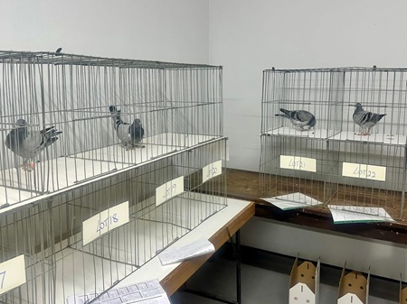 Bolton Clubhouse Charity Auction 2025 by Brian Dearn 18-03-25 | Elimar ...