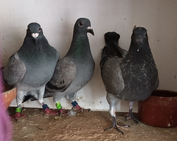 L J Parkinson - 22-09-23 | Elimar Pigeon Services Limited