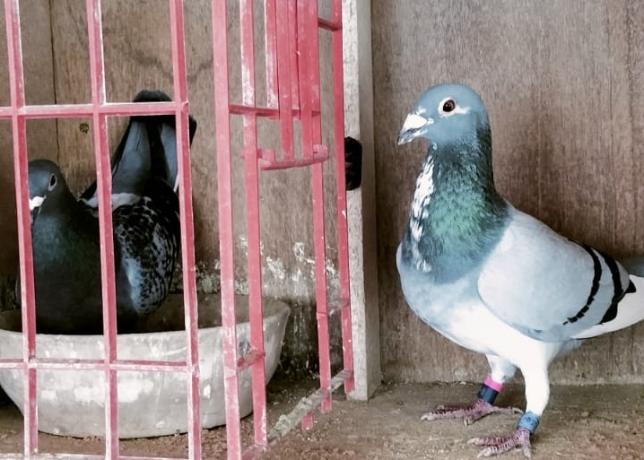 L J Parkinson - 03-06-23 | Elimar Pigeon Services Limited