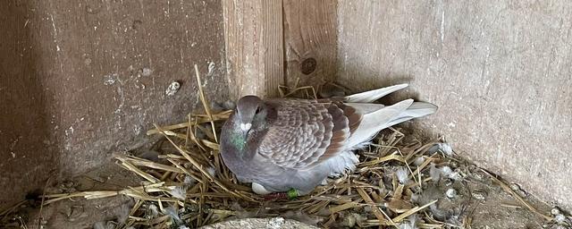 NIPA Race Report by Homer - Dale YB Nat - 12-09-23 | Elimar Pigeon ...