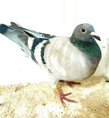 INFC Race Report by Homer - Skibbereen YB Nat - 07-10-24 | Elimar ...