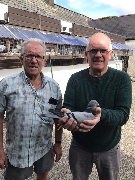 NIPA Race Report - Skibbereen YB National - 13-09-22 | Elimar Pigeon ...