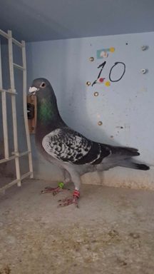 Journey's End with Jordan Hughes - 11-05-26 - Elimar Pigeon Services ...