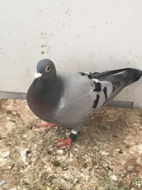 INFC Race report by Homer - Skibbereen YB Nat - 09-10-23 | Elimar ...