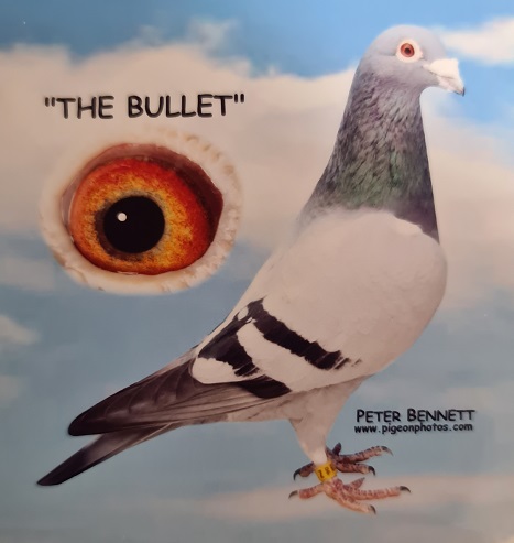 Wright Bros 60yrs at the top | Elimar Pigeon Services Limited