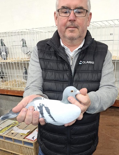 Homers Odyssey - NI Show Season - 08-11-24 | Elimar Pigeon Services Limited